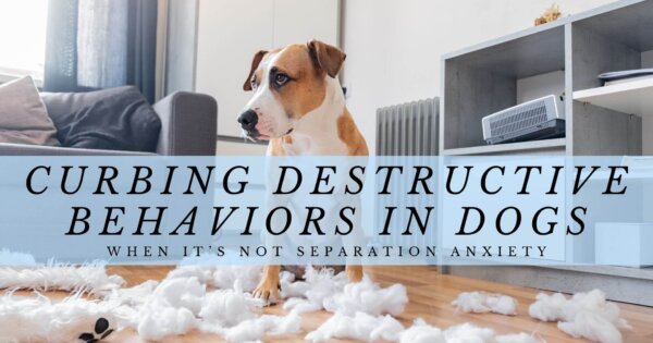 Curbing Destructive Behaviors in Dogs: When It’s Not Separation Anxiety ...